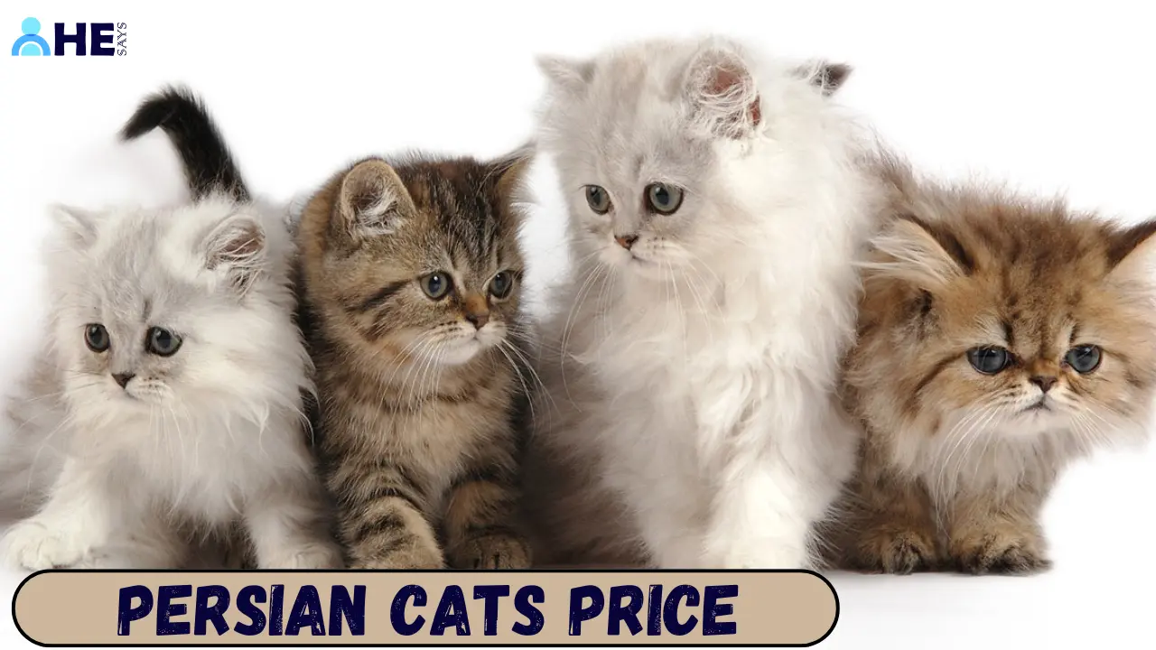 Persian Cats Price in Pakistan 2025 | Today Updated Rate List